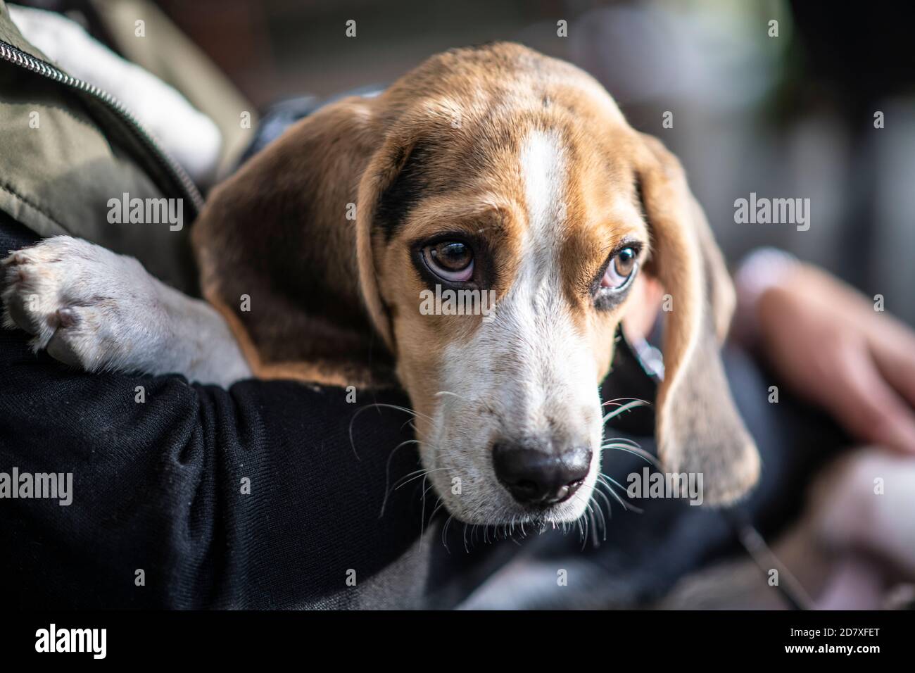 A young beagle with sad face hugged by its owner. Depression concept ...