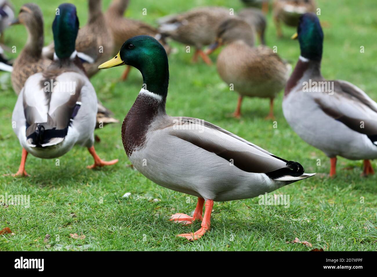 Ducks at the Weald and Downland Museum in Singleton, Chichester, West ...