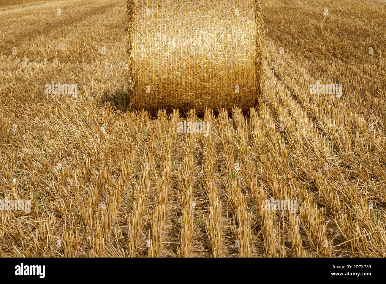 Mowed rye field with golden straw roll Stock Photo - Alamy