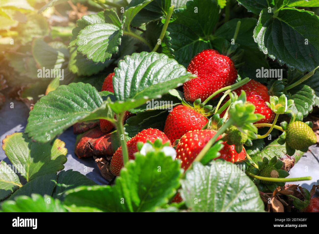Organic Strawberry fruits and flowers in growth at the field. High ...
