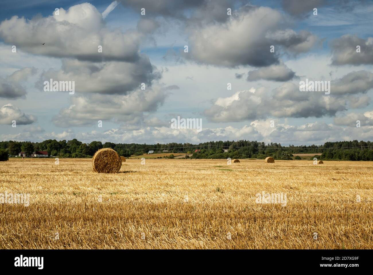 Harvesting rolls hi-res stock photography and images - Alamy