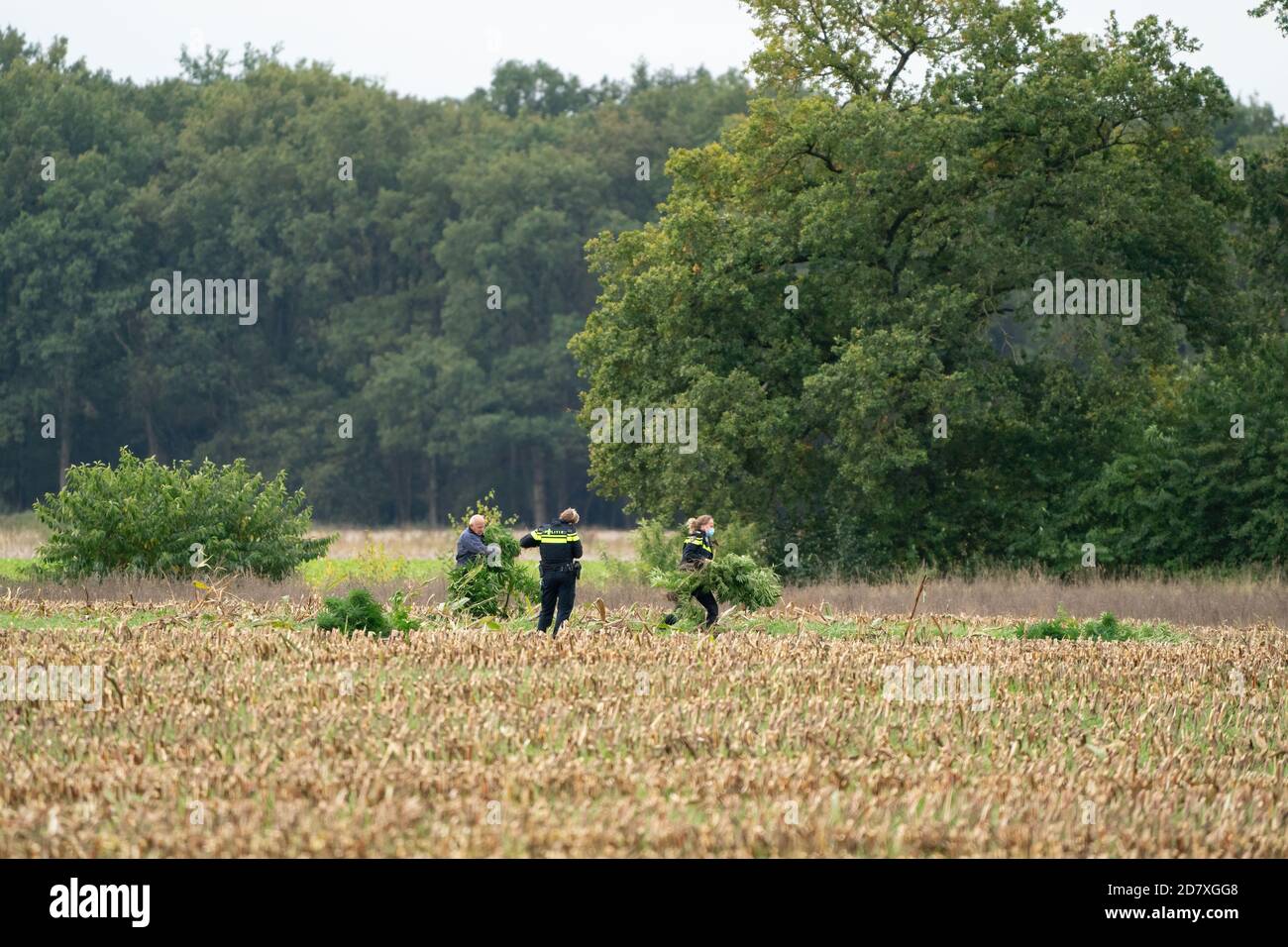 Marijuana raid hi-res stock photography and images - Alamy