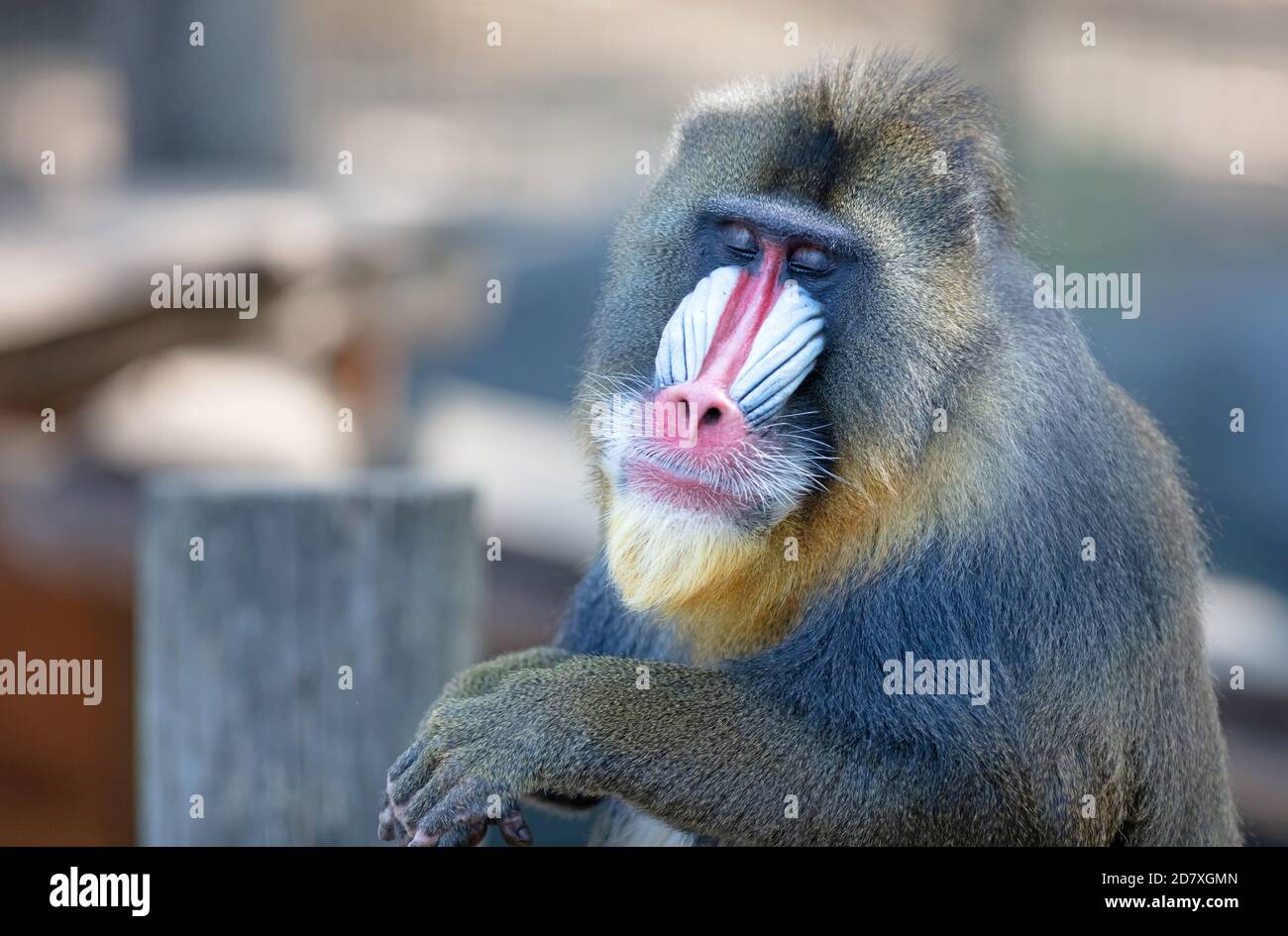 Blue Faced Baboon