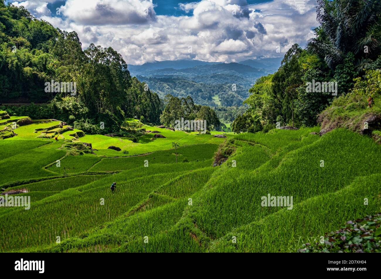 Rice fields and village in Batutumonga, Tana Toraja, South Sulawesi ...