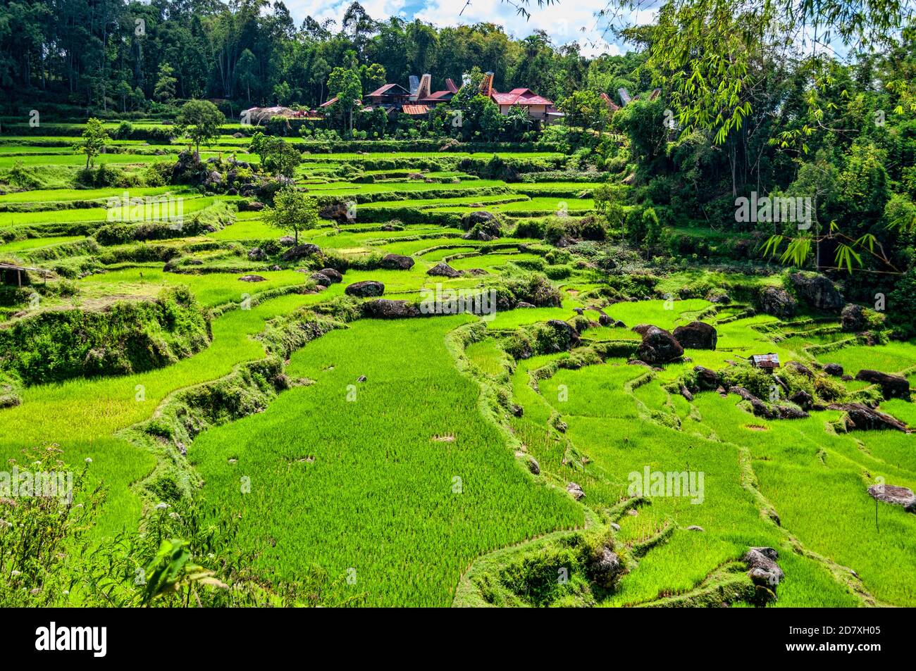 Rice fields and village in Batutumonga, Tana Toraja, South Sulawesi ...