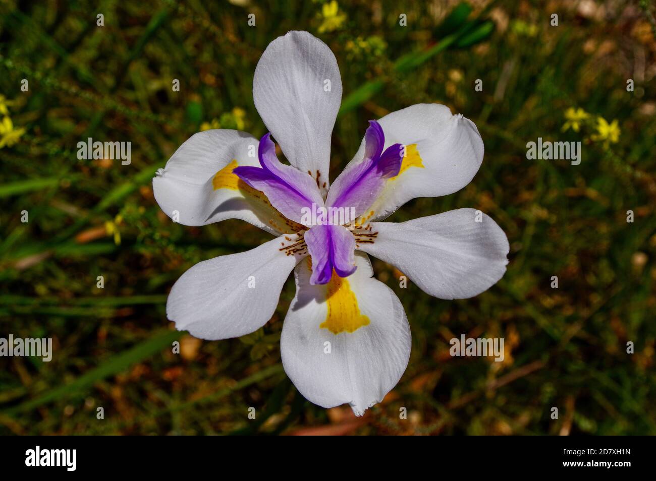 African iris hi-res stock photography and images - Alamy