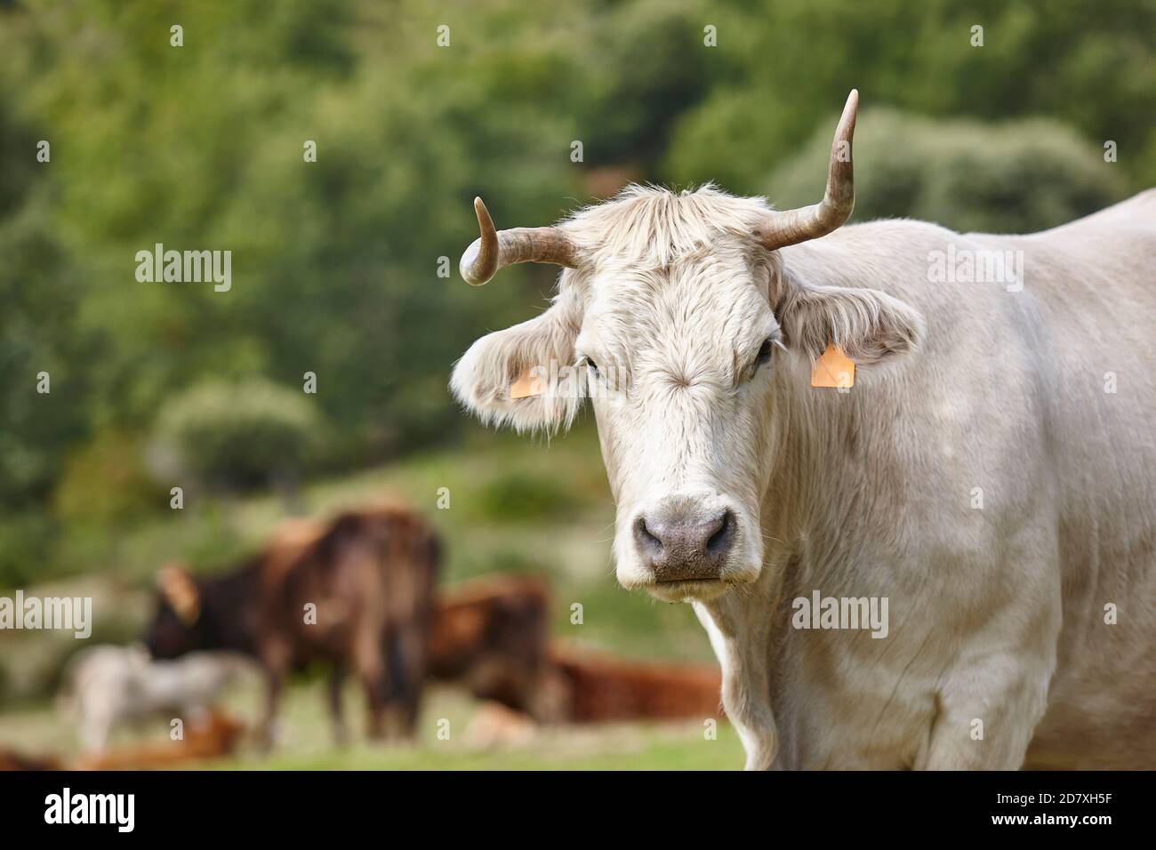 Beef cows camera hi-res stock photography and images - Alamy