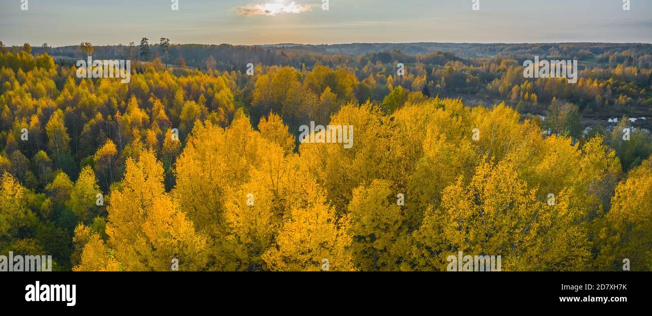 Stand of changing bright yellow trees on fall afternoon Stock Photo - Alamy