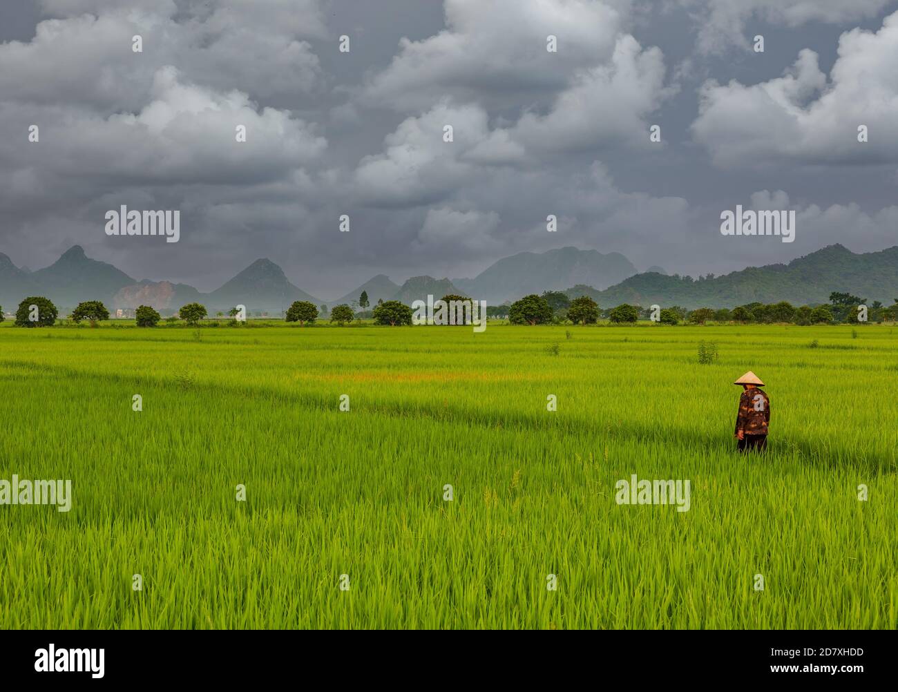 Dark stormy sky over rice fields in Vietnam Stock Photo - Alamy
