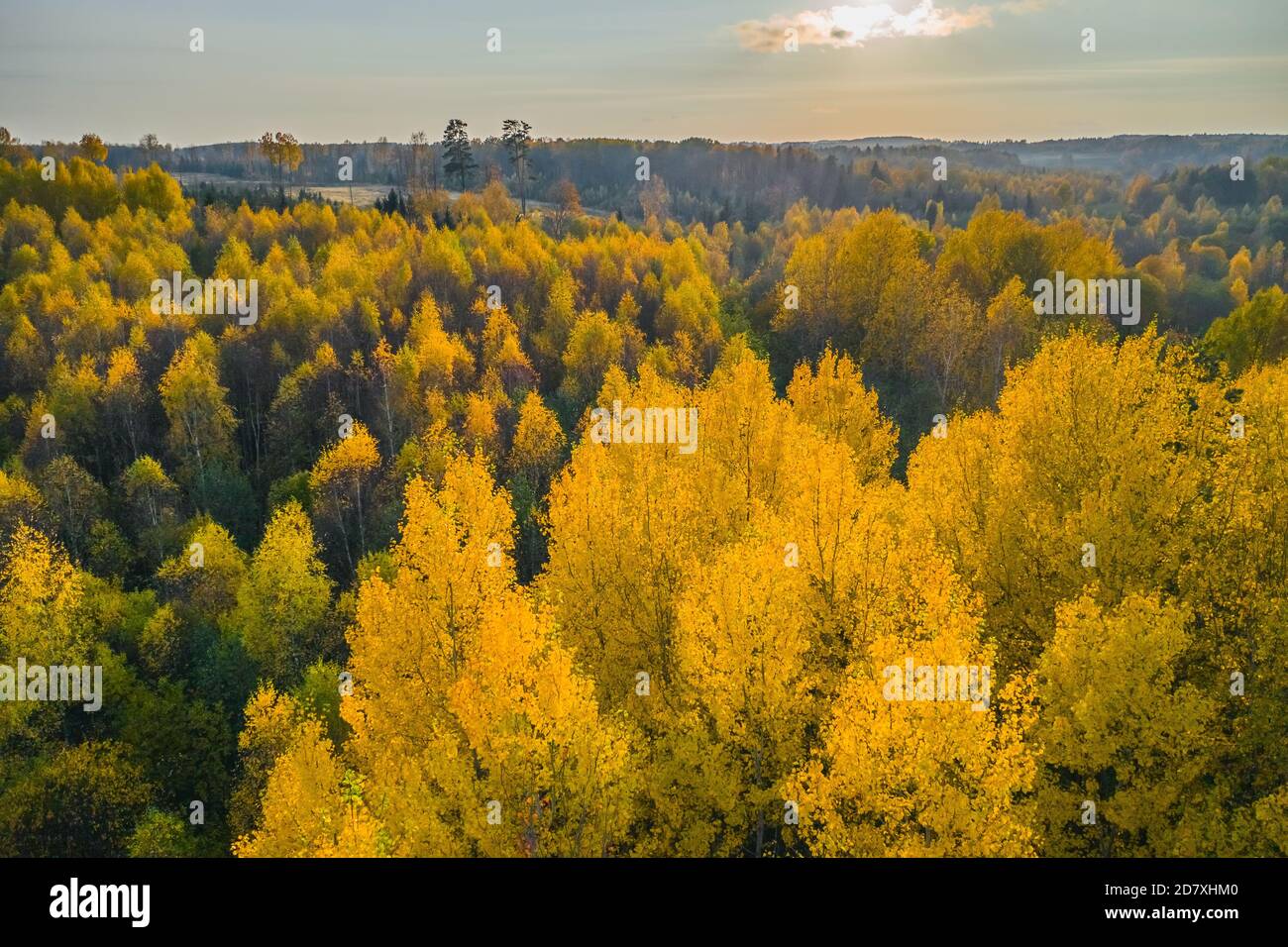 Stand of changing bright yellow trees on fall afternoon Stock Photo - Alamy