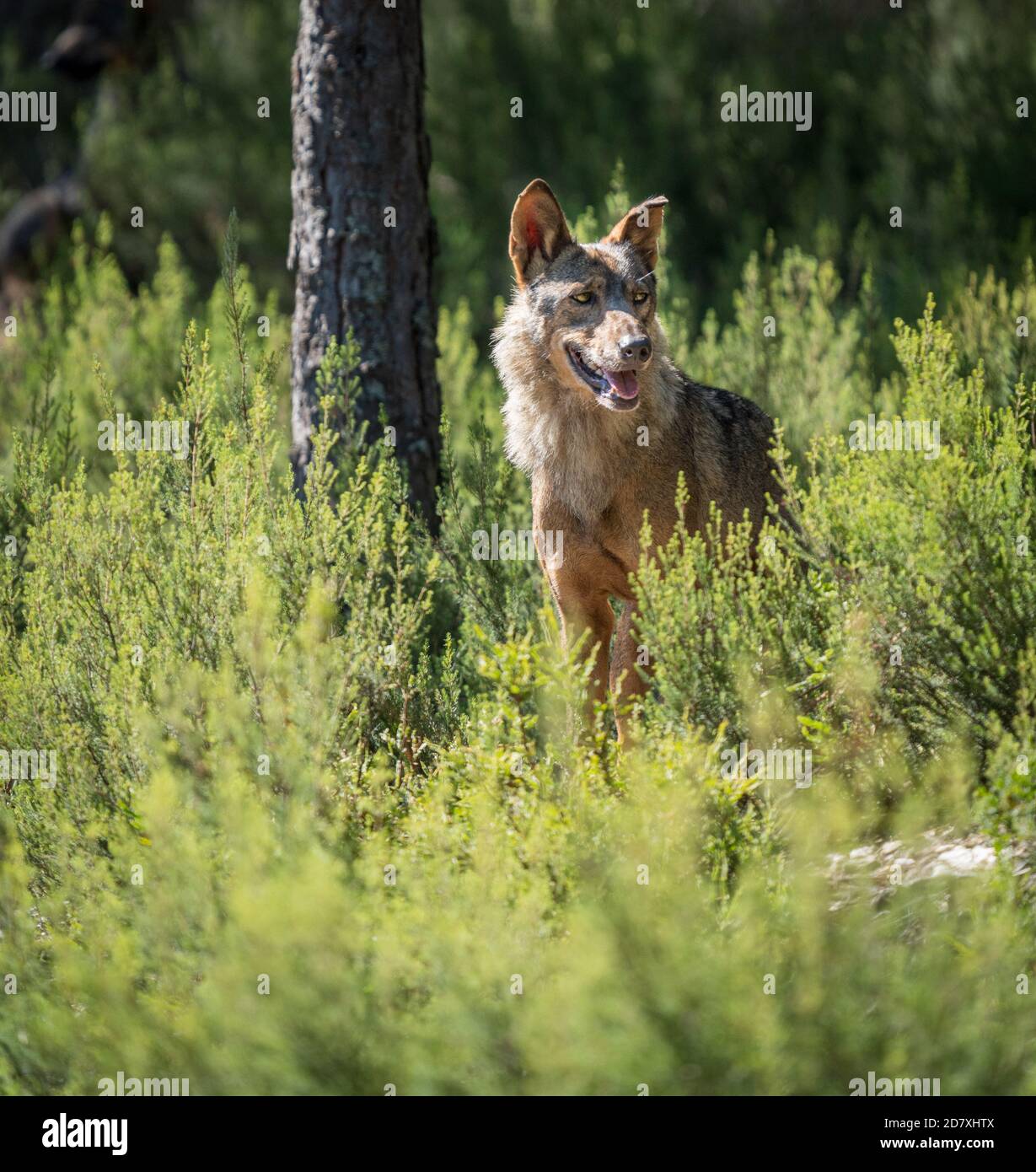Bush wolf hi-res stock photography and images - Alamy