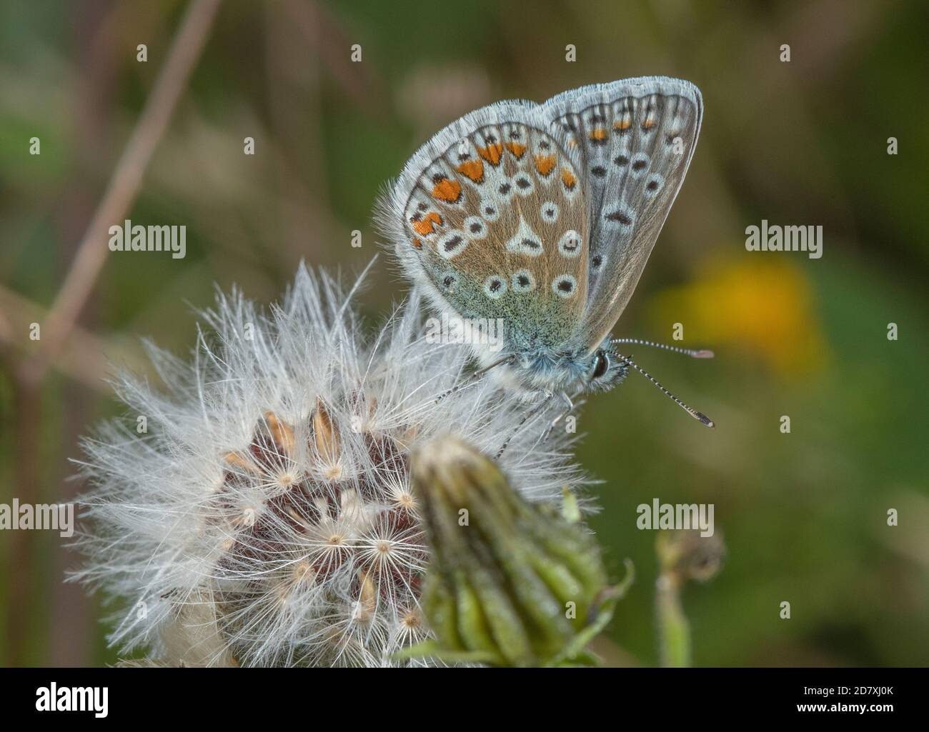 Common Blue butterfly, Polyommatus icarus, on Hawkbit seed-head, chalk ...