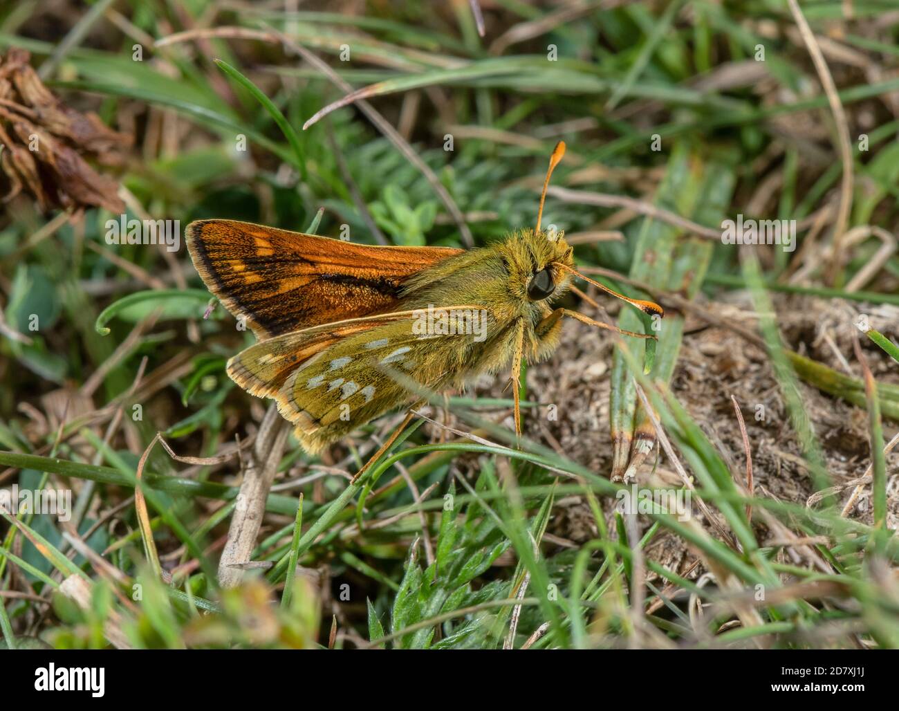 Silver spotted skipper hi-res stock photography and images - Alamy