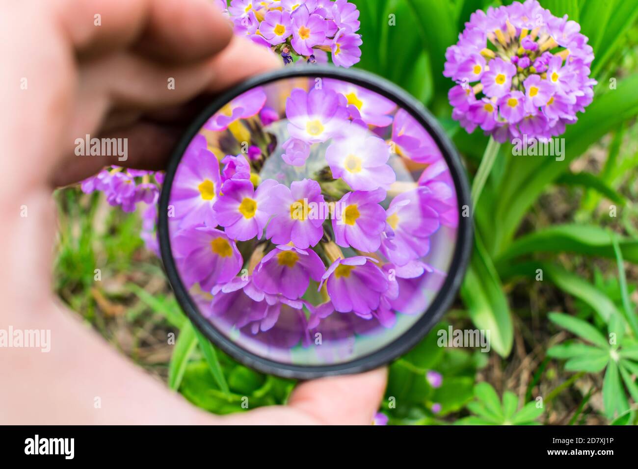 The gardener examines flowers through a magnifying glass Stock Photo ...