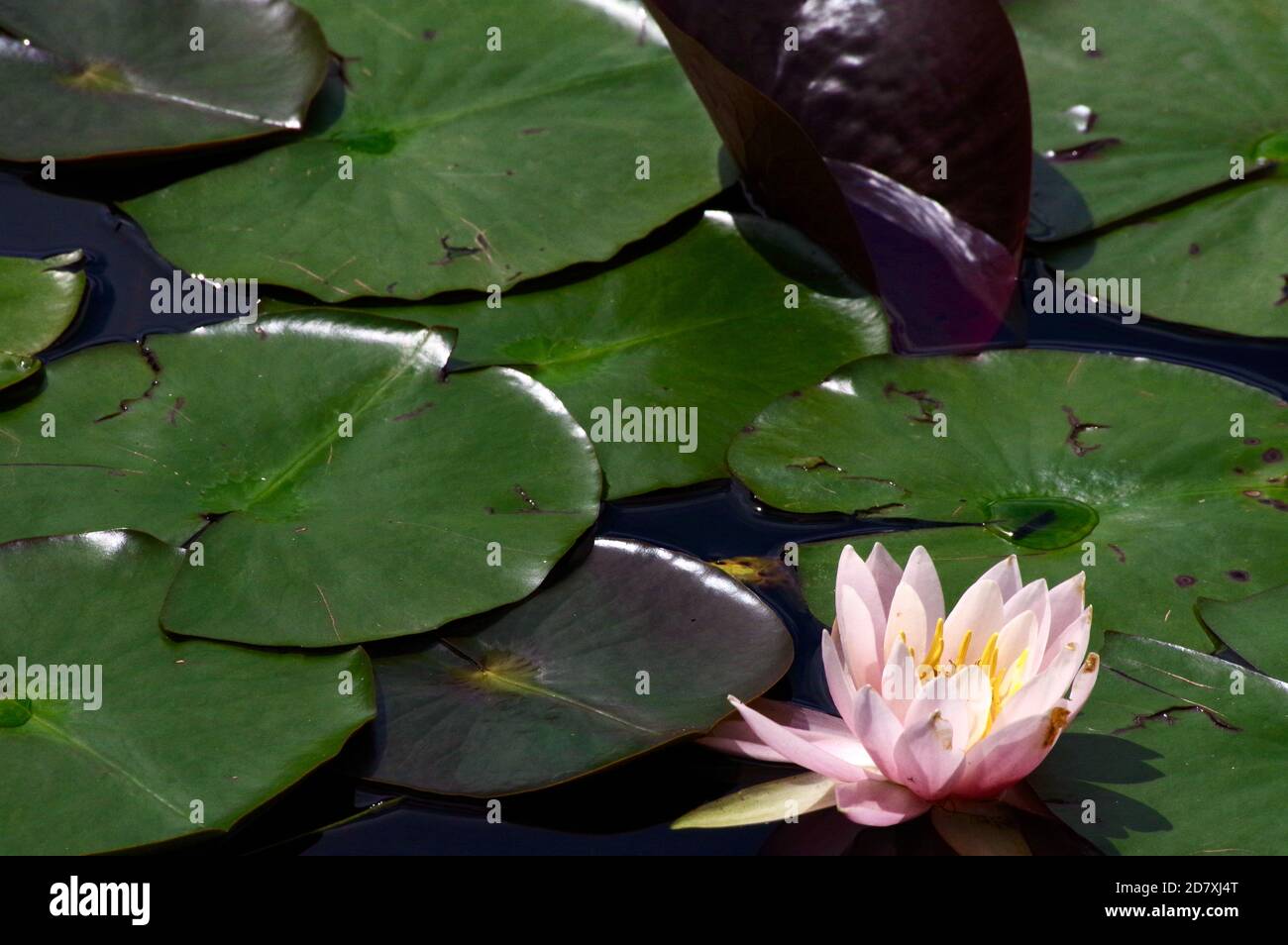 Pink Water Lilly at Mapleton Lily Ponds Queensland Stock Photo - Alamy