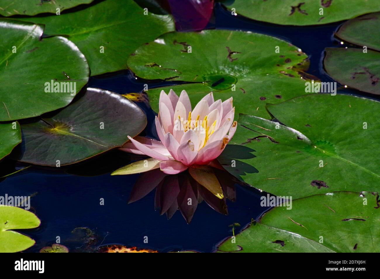 Pink Water Lilly at Mapleton Lily Ponds Queensland Stock Photo - Alamy