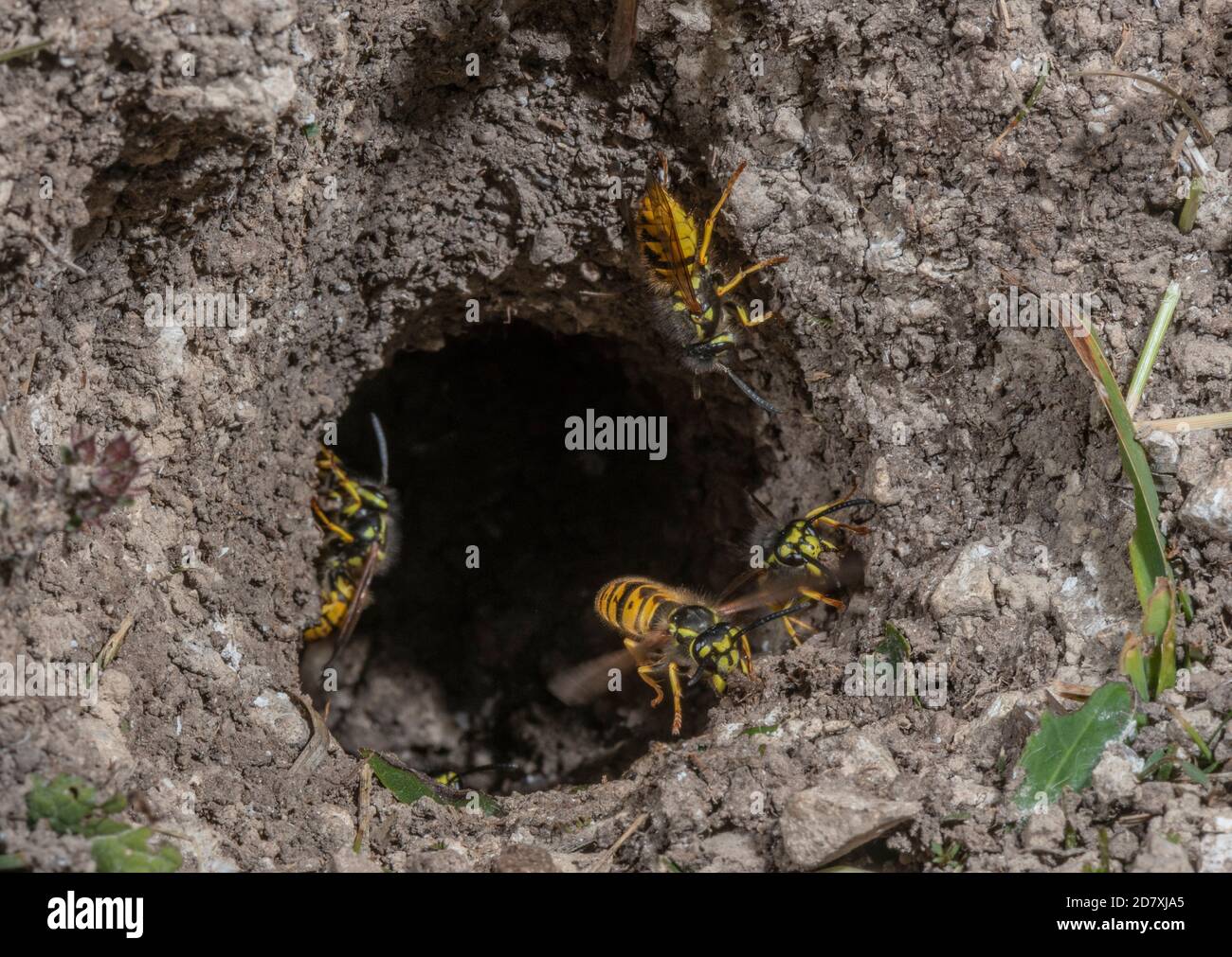 Vespula germanica nest hi-res stock photography and images - Alamy