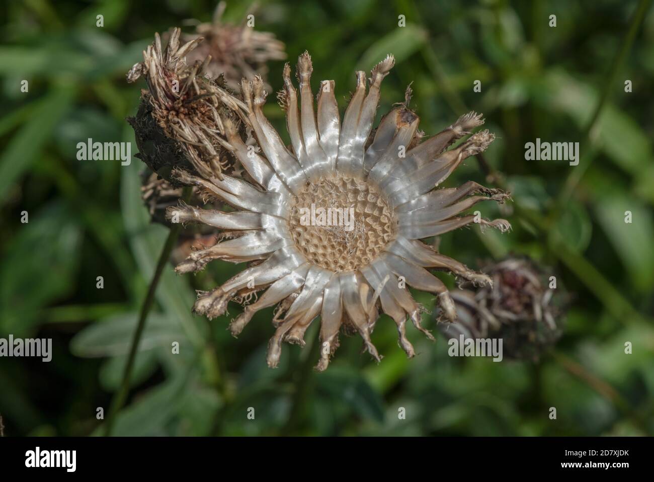 Old seed head of Greater knapweed, Centaurea scabiosa, on chalk ...