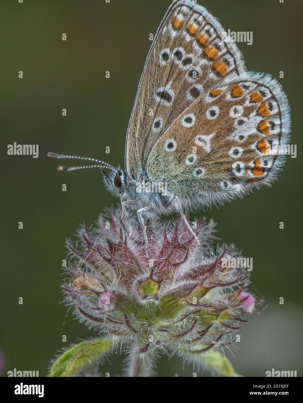 Female Common Blue butterfly, Polyommatus icarus, perched on head of ...