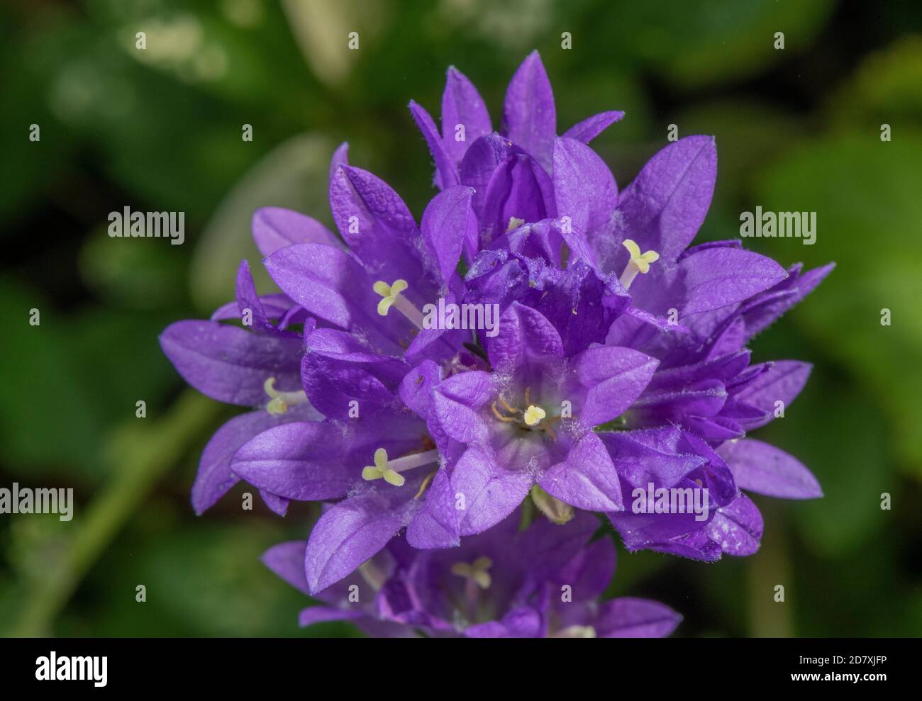Clustered bellflower, Campanula glomerata, in full flower on chalk ...