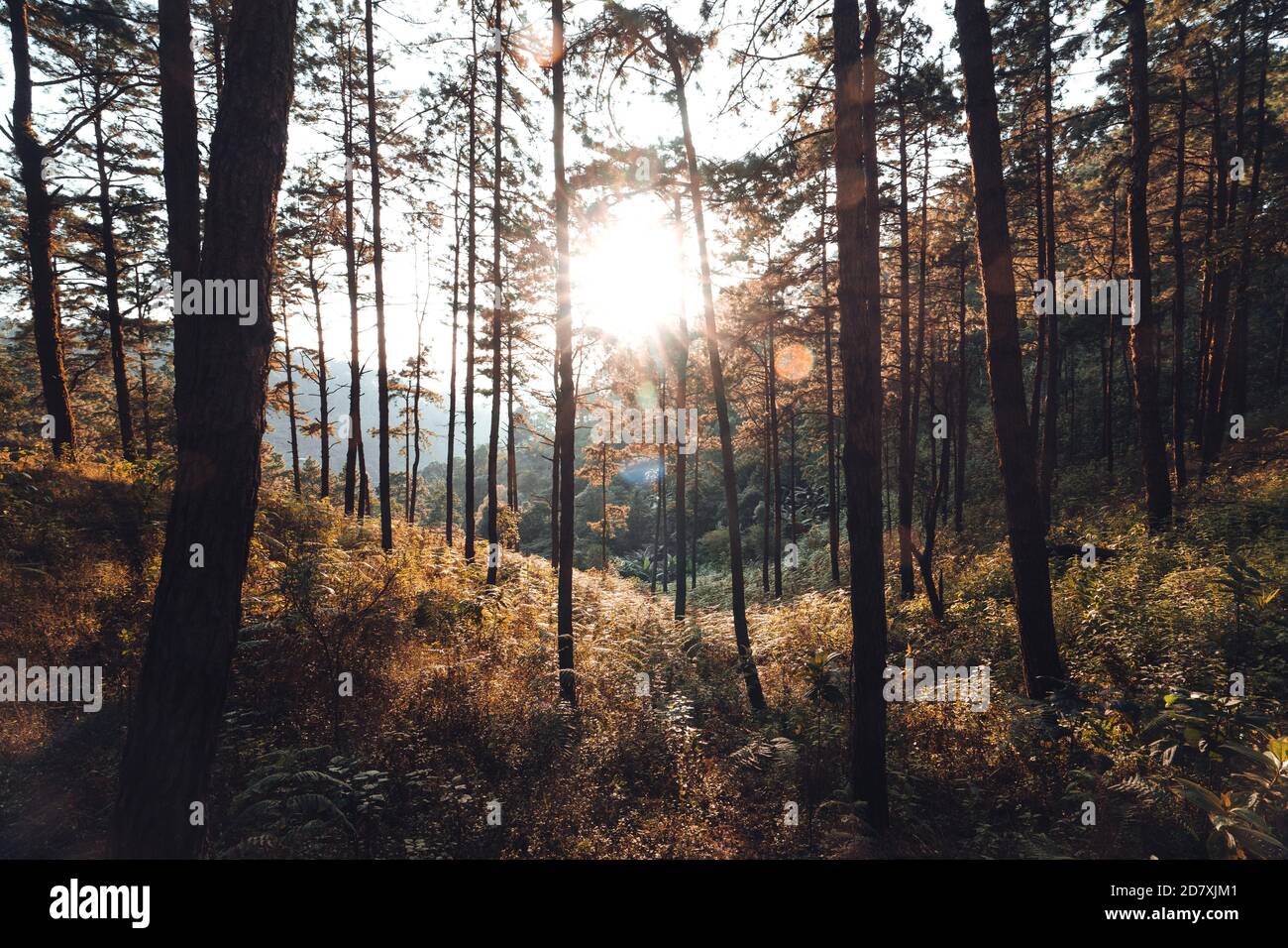 In the forest, trees with warm light in the evening.Forest Stock Photo ...