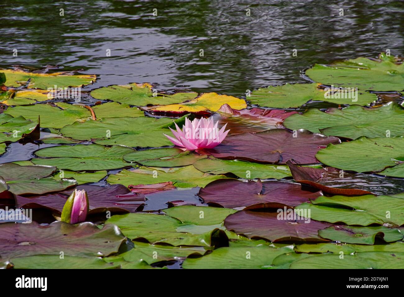 Pink Water Lilly at Mapleton Lily Ponds Queensland Stock Photo - Alamy