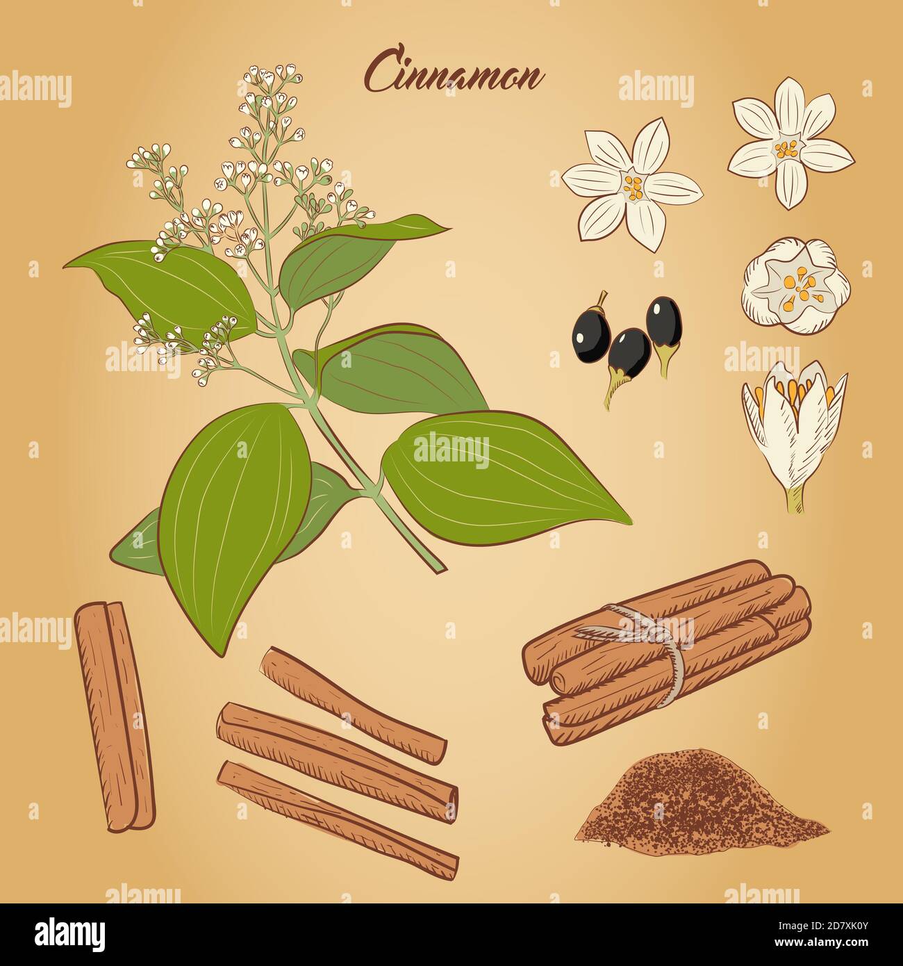 Set of cinnamon: flowers, fruits, branch, cinnamon stick. Hand drawn ...