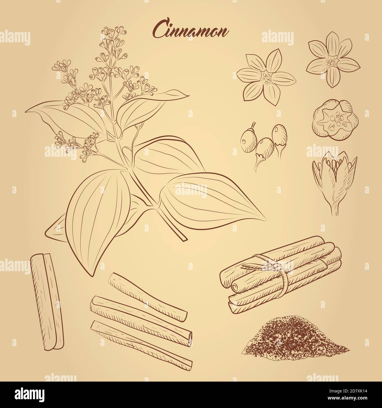 Set of cinnamon: flowers, fruits, branch, cinnamon stick. Hand drawn ...