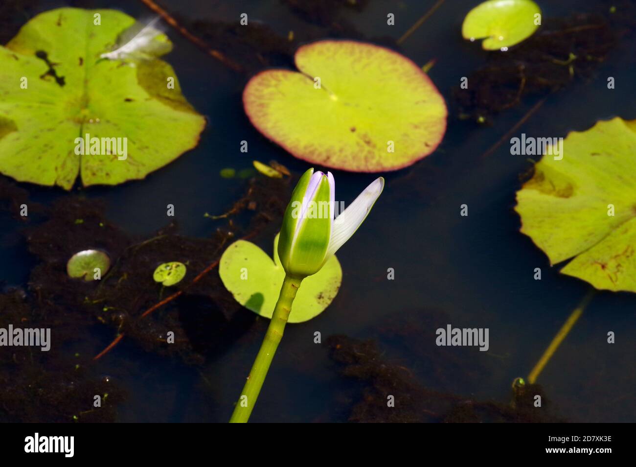 Pink Water Lilly bud at Mapleton Lily Ponds Queensland Stock Photo - Alamy