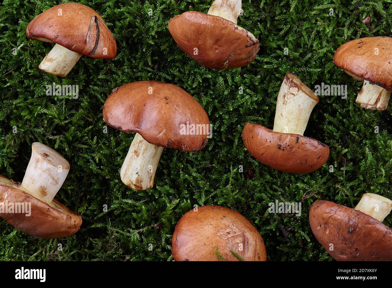 Slippery jack mushroom hi-res stock photography and images - Alamy