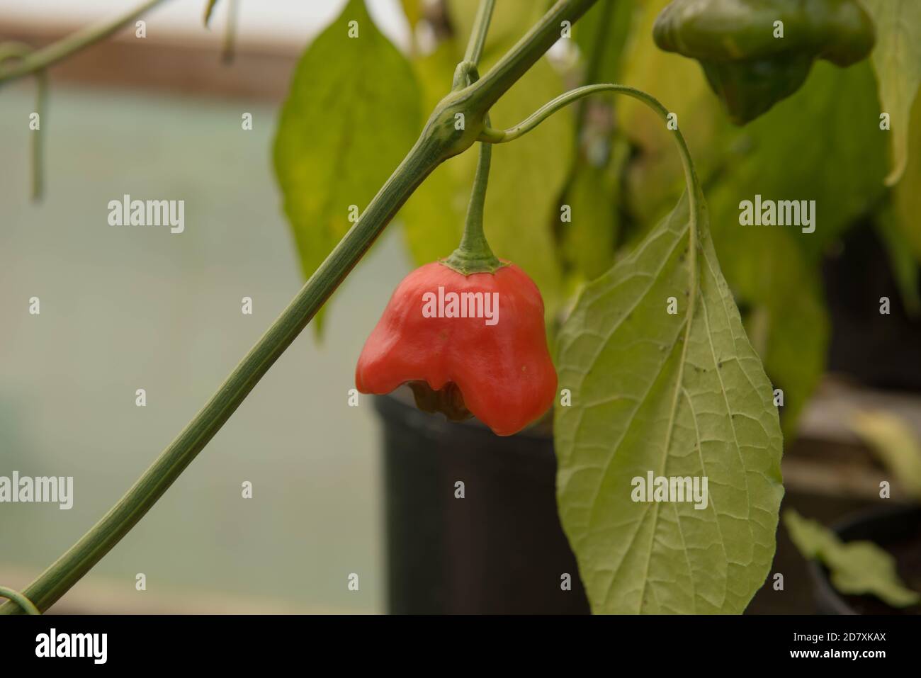 Crown greenhouse hi-res stock photography and images - Alamy