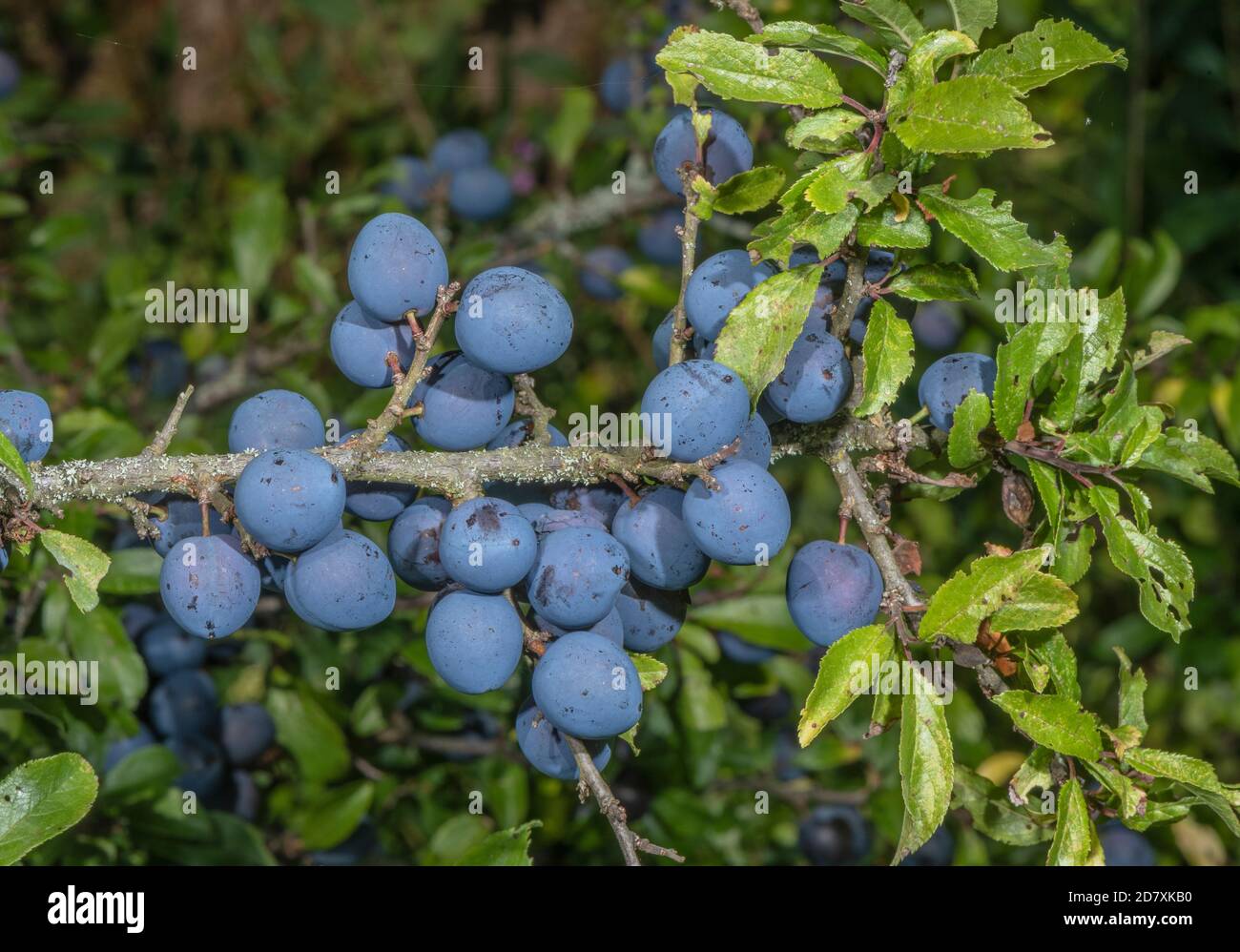 Ripe Sloes, Prunus spinosa, on blackthorn bush, late summer Stock Photo ...