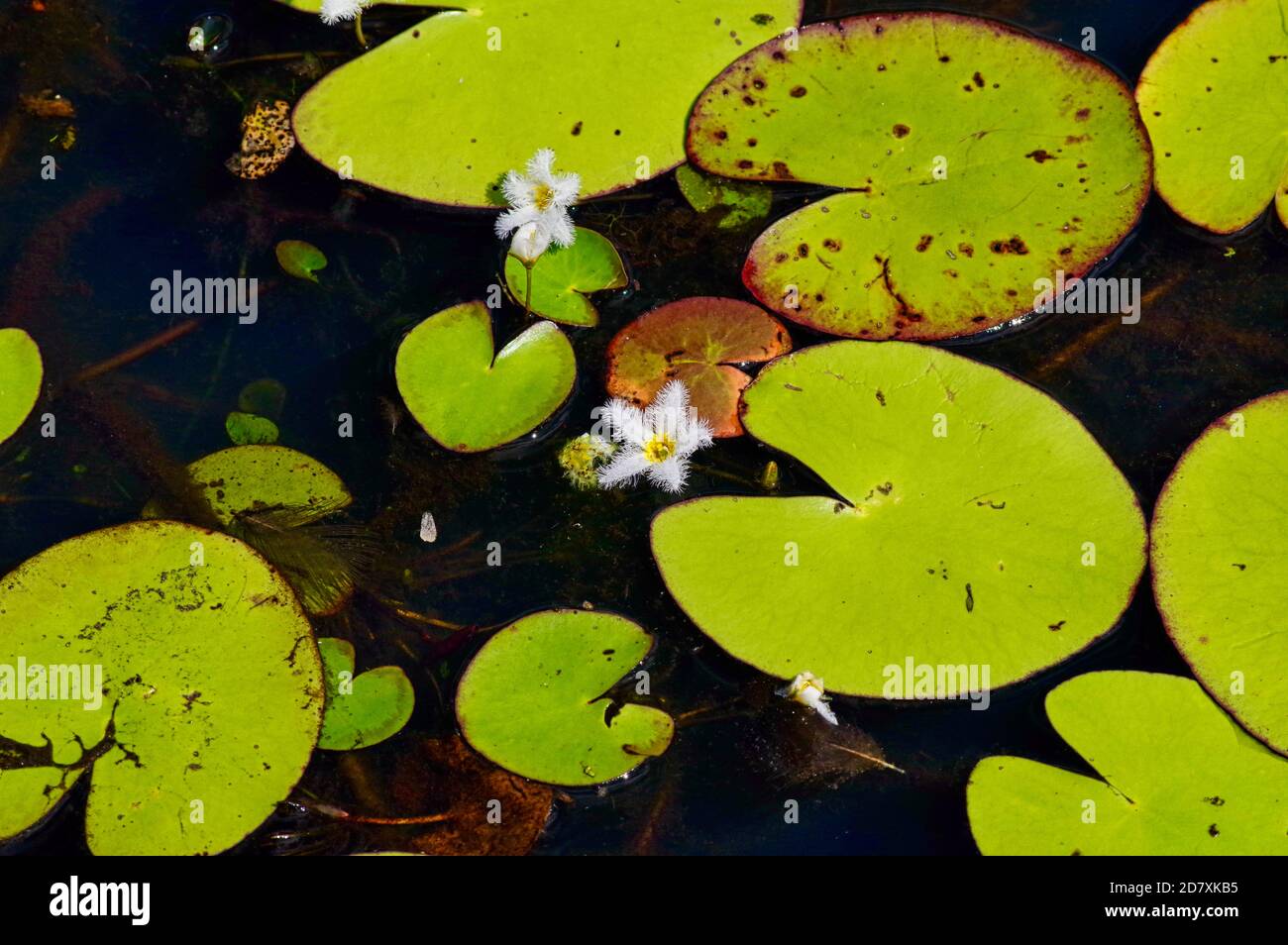 Fringe lily hi-res stock photography and images - Alamy