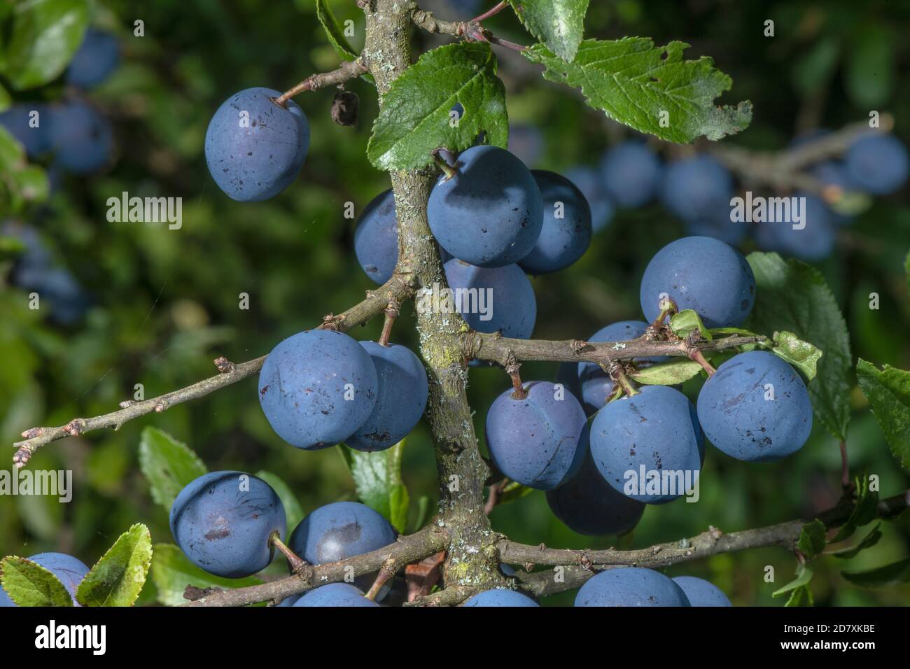 Prunus spinosa ripe sloes hi-res stock photography and images - Alamy