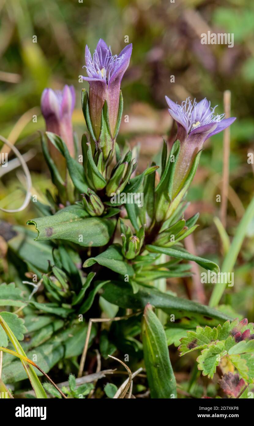 Gentianella amarella ssp amarella hi-res stock photography and images ...