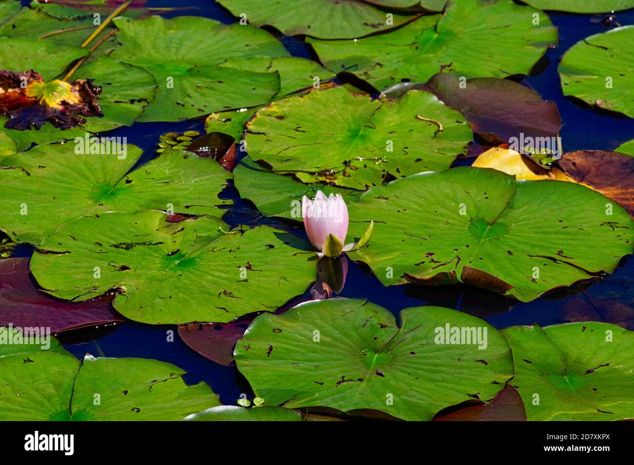 Pink Water Lily at Mapleton Lily Ponds Queensland Stock Photo - Alamy