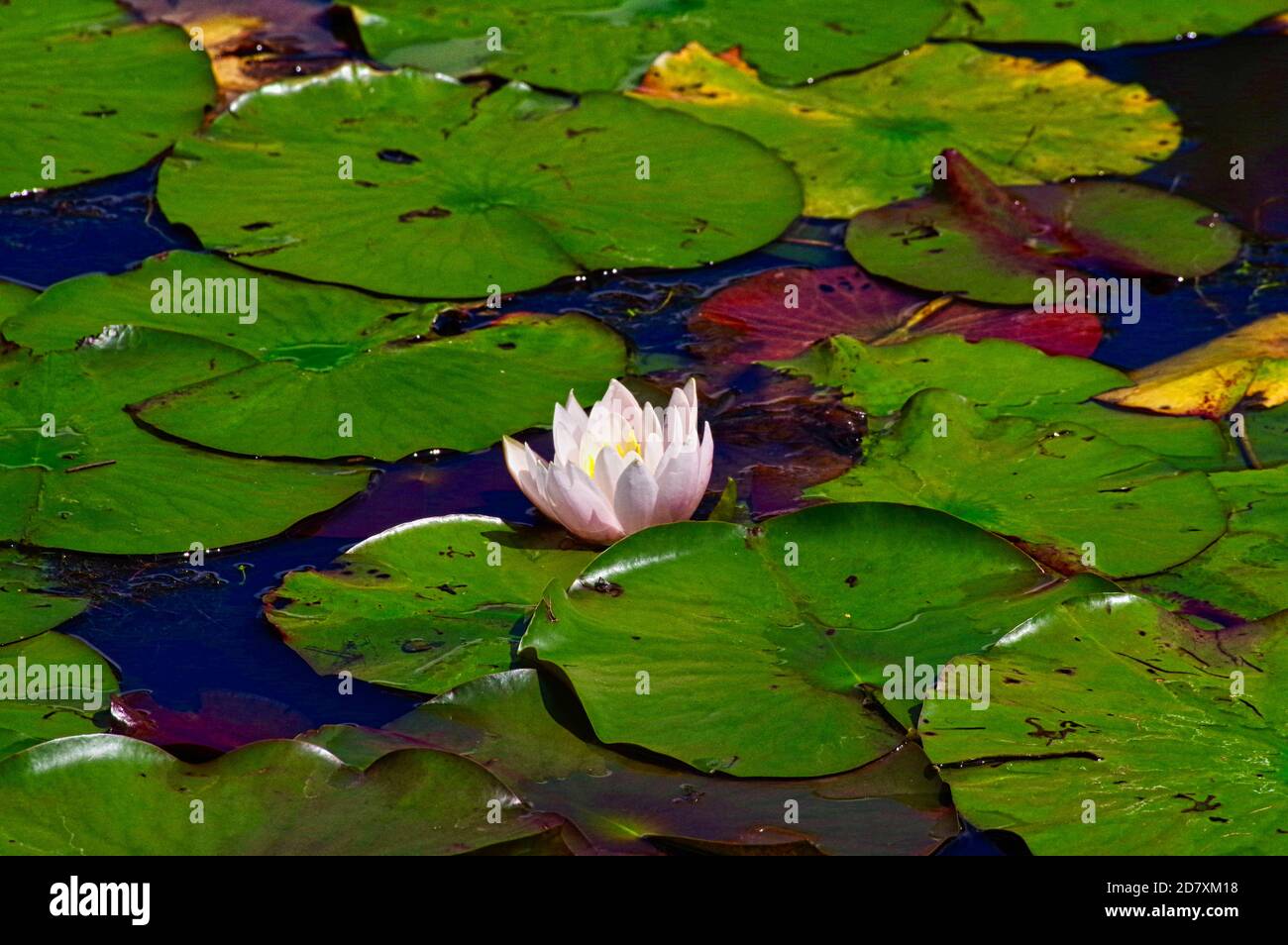 Pink Water Lily at Mapleton Lily Ponds Queensland Stock Photo - Alamy