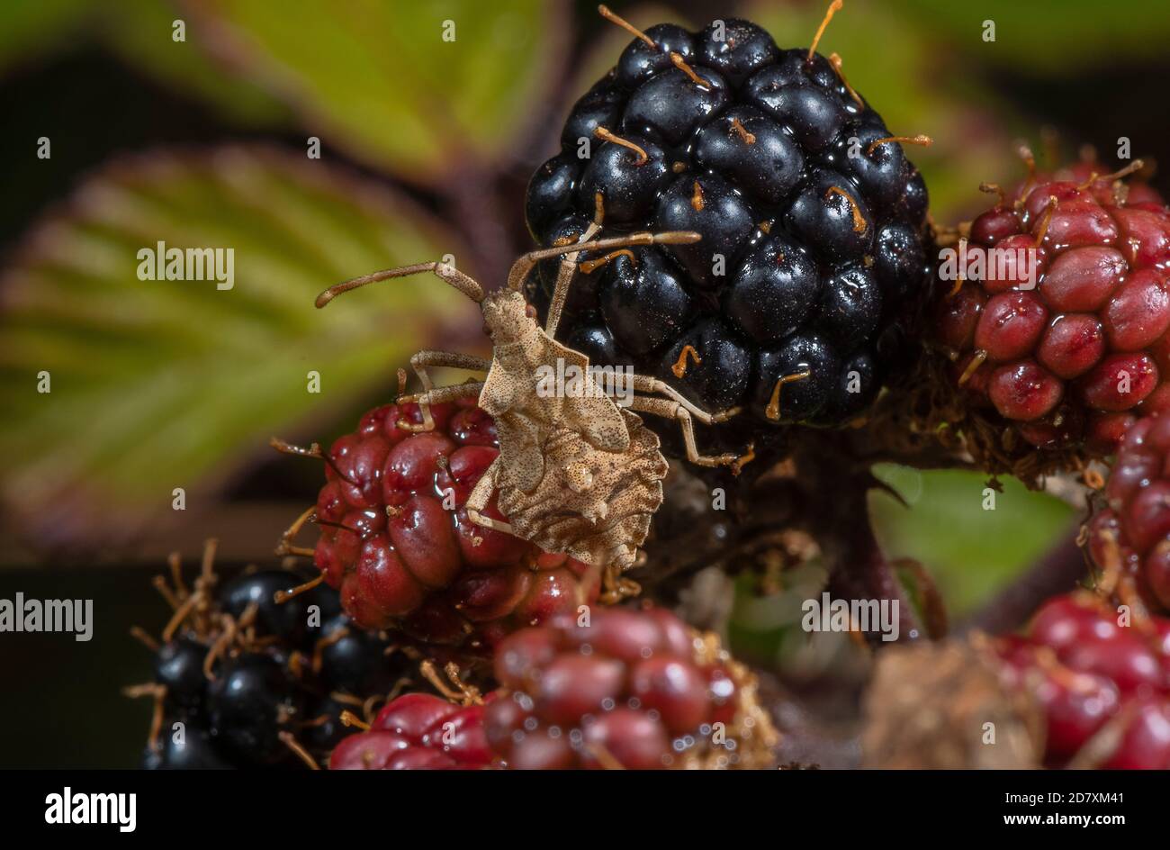 Juvenile bug hi-res stock photography and images - Alamy