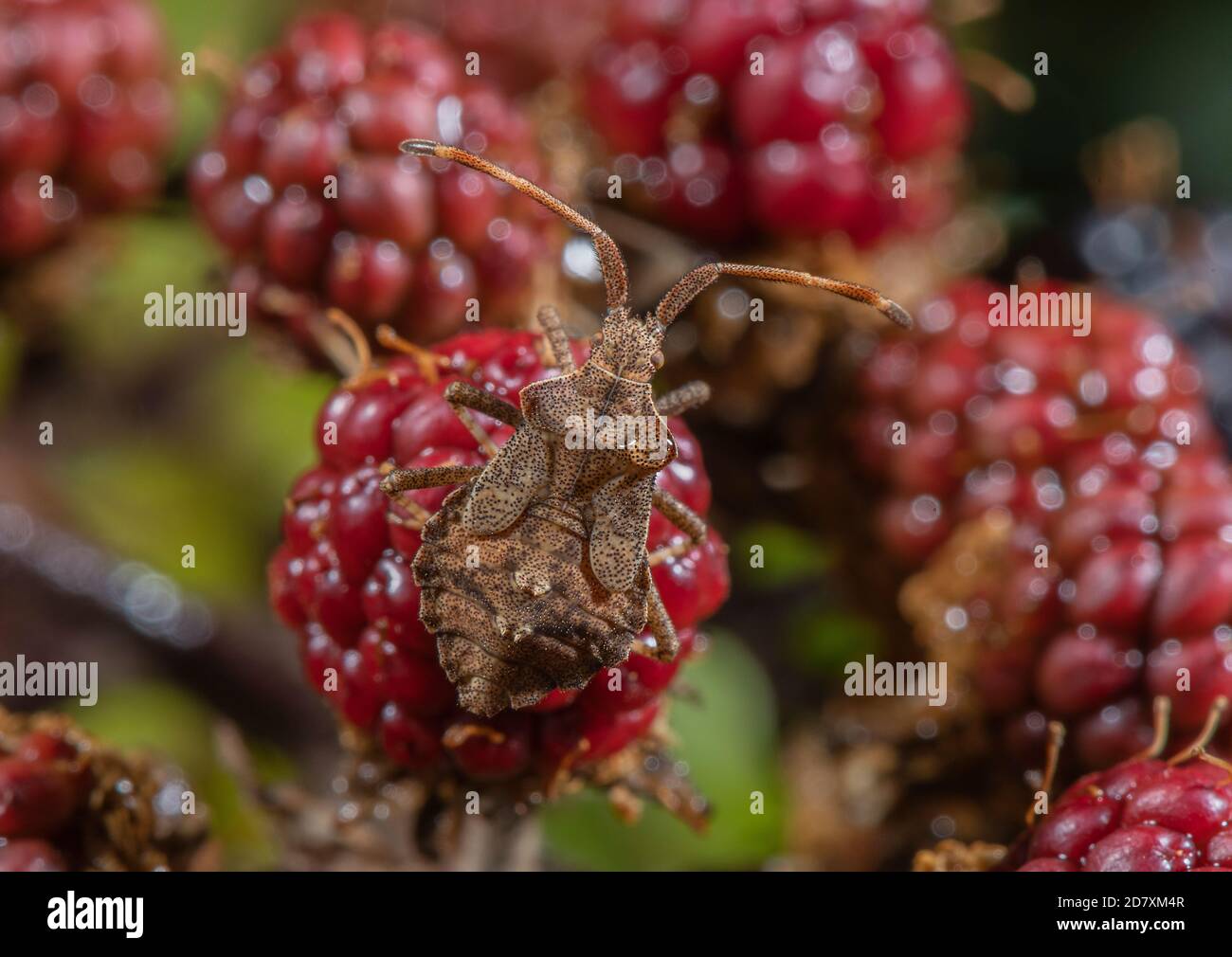 Dock Bug Nymph High Resolution Stock Photography and Images - Alamy