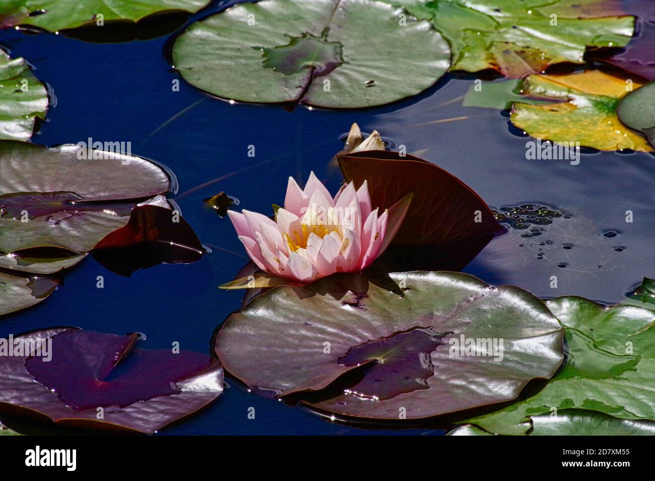 Pink Water Lily at Mapleton Lily Ponds Queensland Stock Photo - Alamy