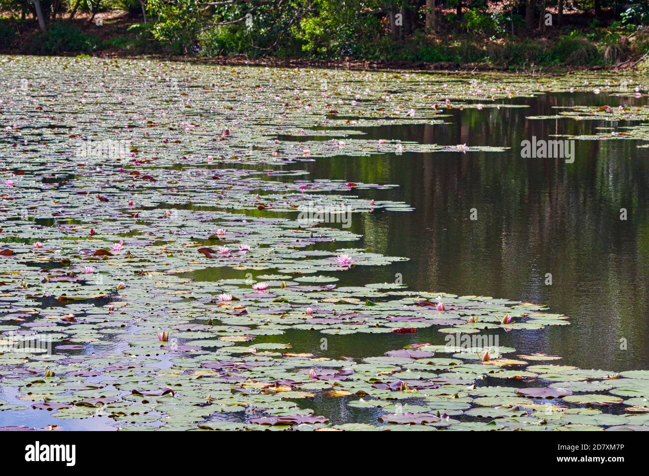 Mapleton Lily Ponds in bloom Stock Photo - Alamy