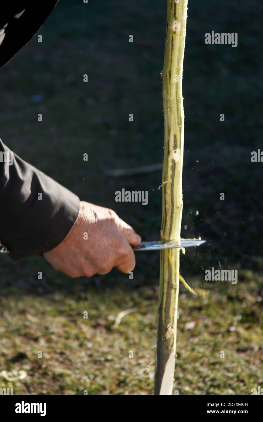 Hand cutting tree branch outdoors Stock Photo - Alamy