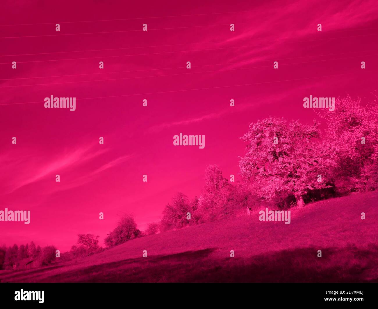 Infrared photo of trees in autumn Stock Photo - Alamy