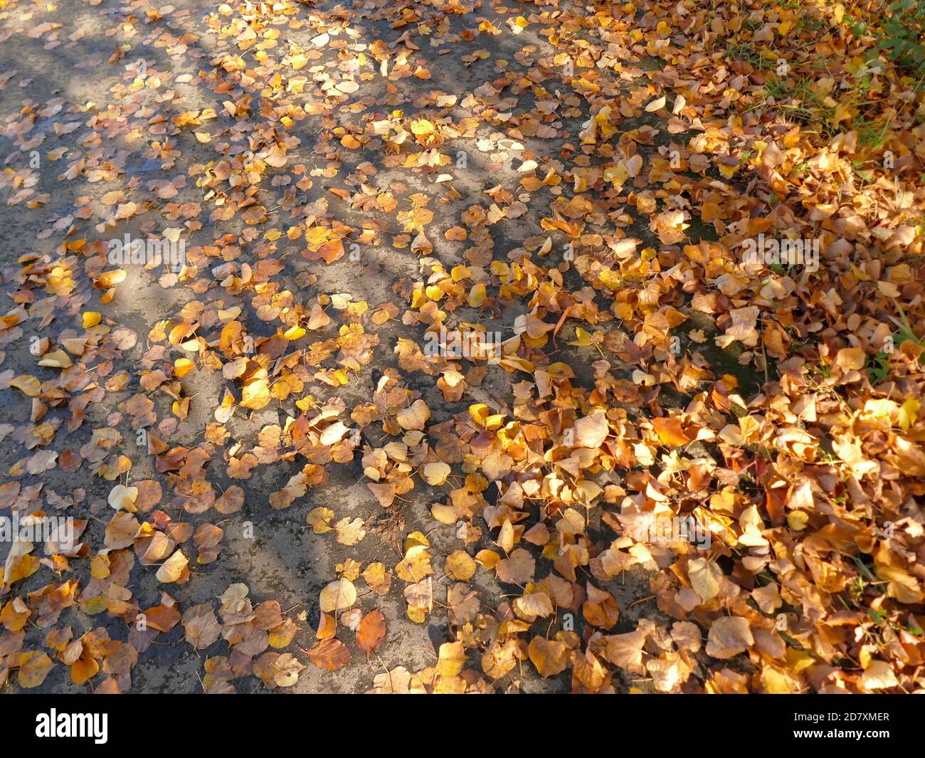 autumnal colored leaves on a street in sun and shadow Stock Photo - Alamy