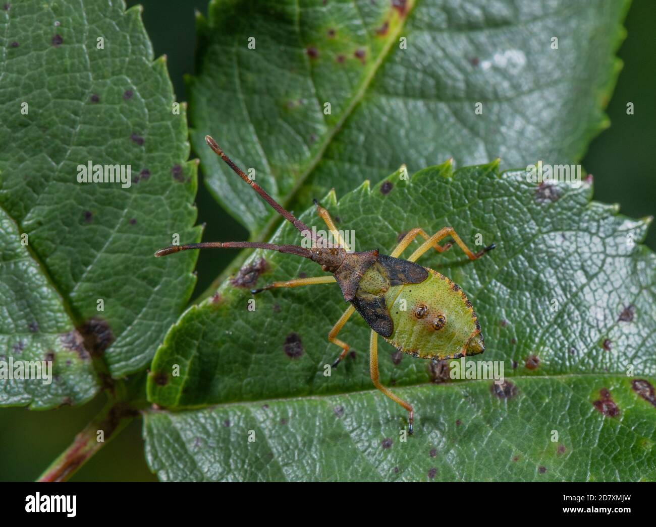 Box bug, nymph, Gonocerus acuteangulatus Stock Photo - Alamy