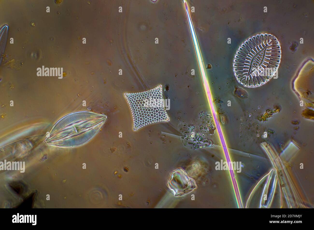 Diatom analysis hi-res stock photography and images - Alamy