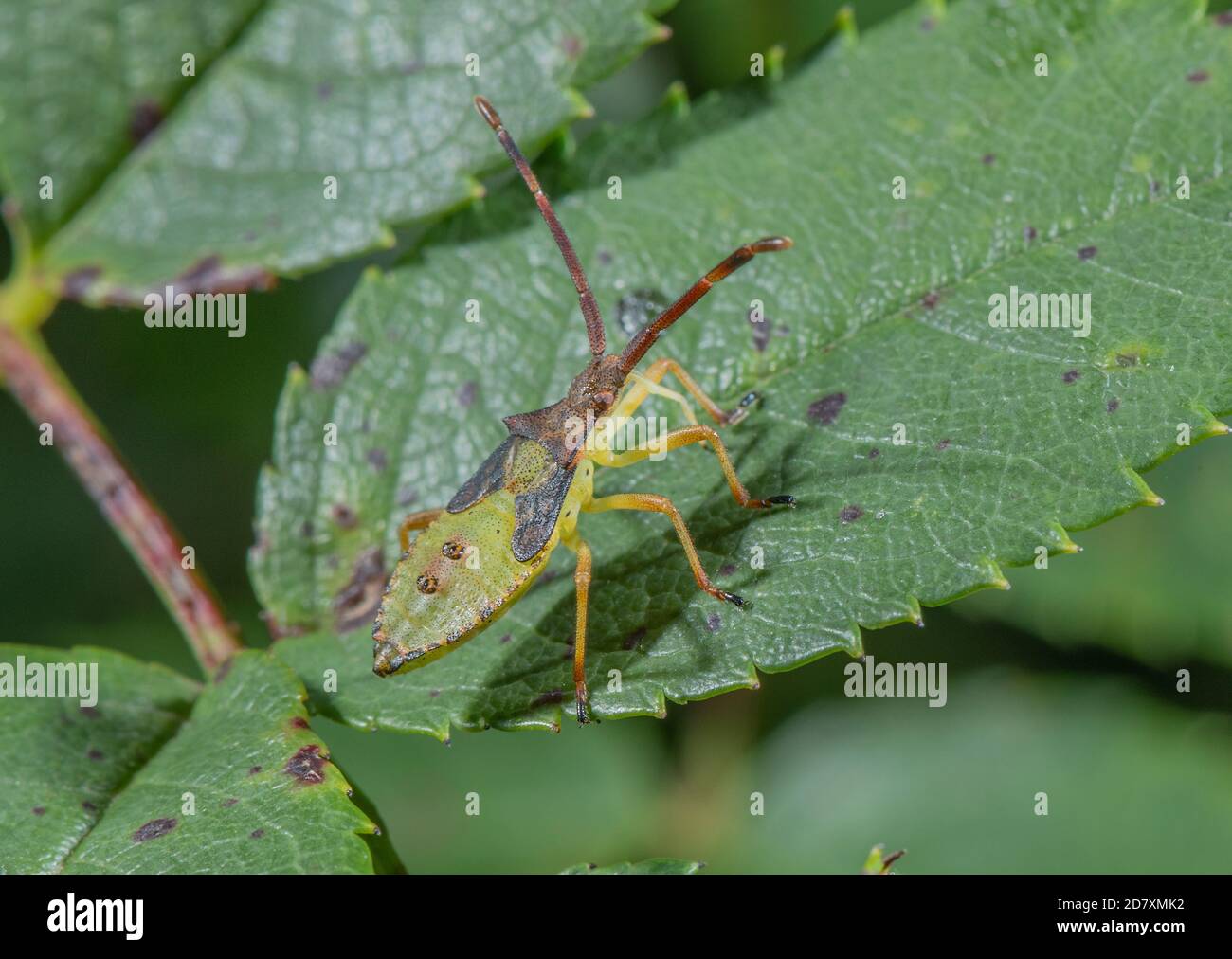 Box bug hi-res stock photography and images - Alamy