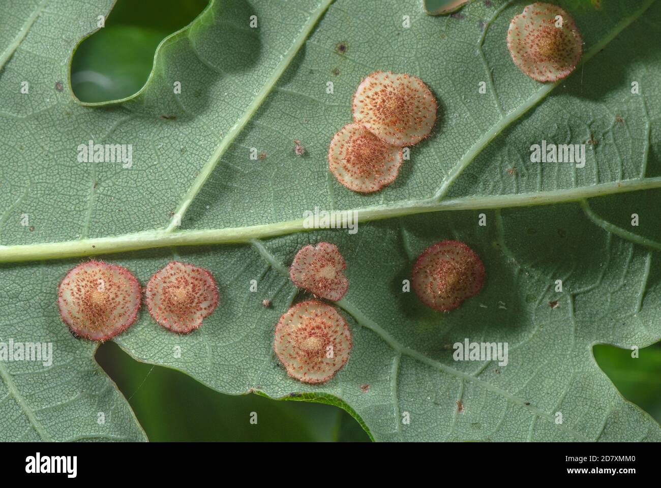 Common spangle galls, caused by a cynipid wasp, Neuroterus ...