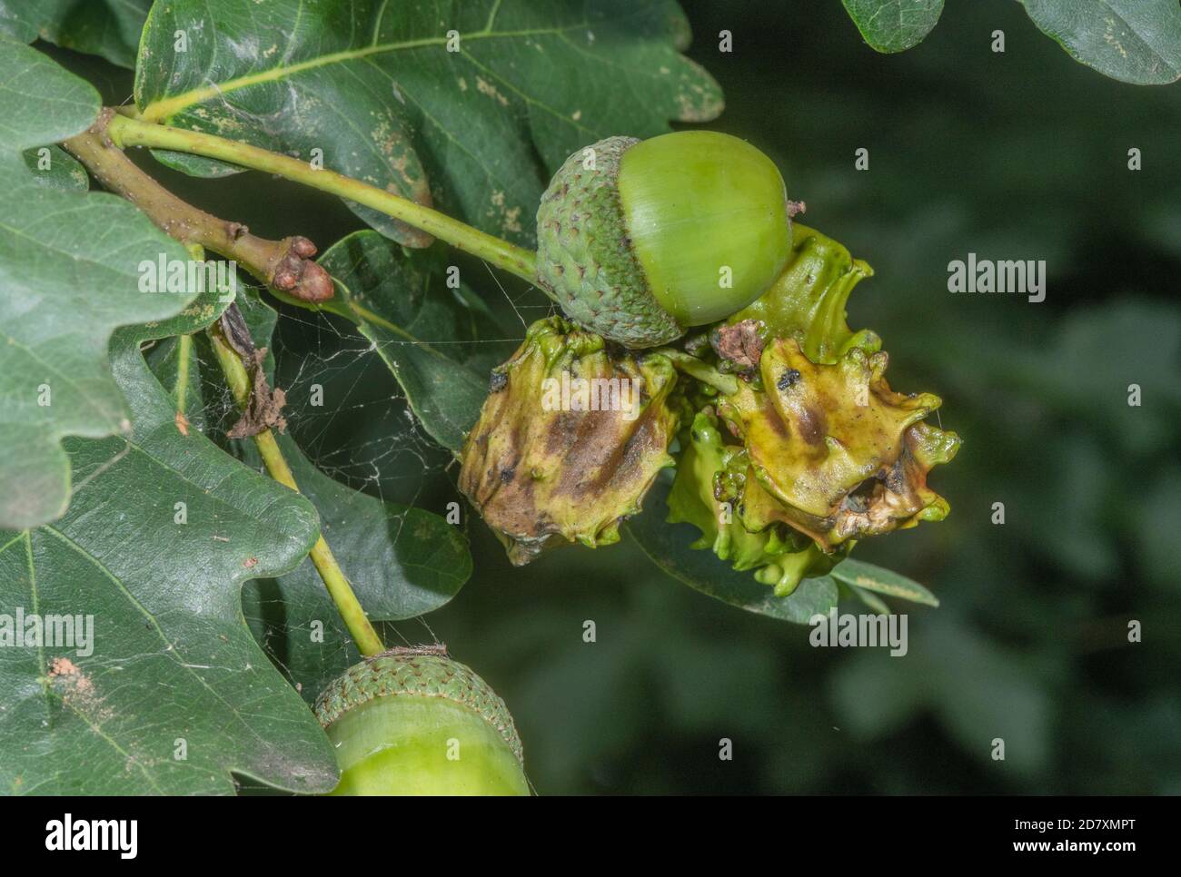 Knopper gall, Andricus quercuscalicis, caused by a gall wasp, on acorns ...