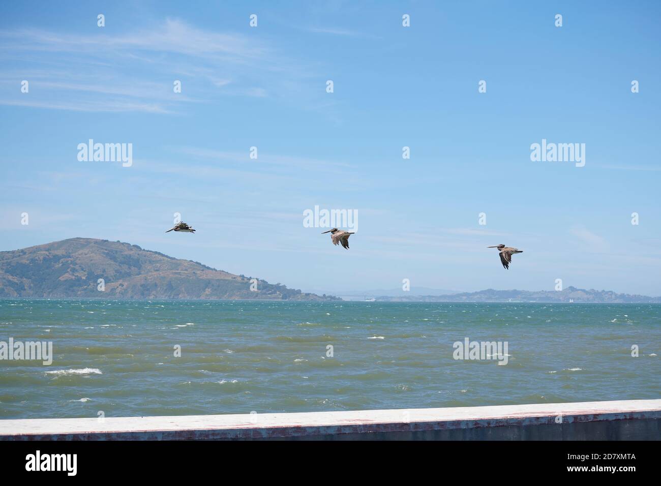 California pelicans hi-res stock photography and images - Alamy